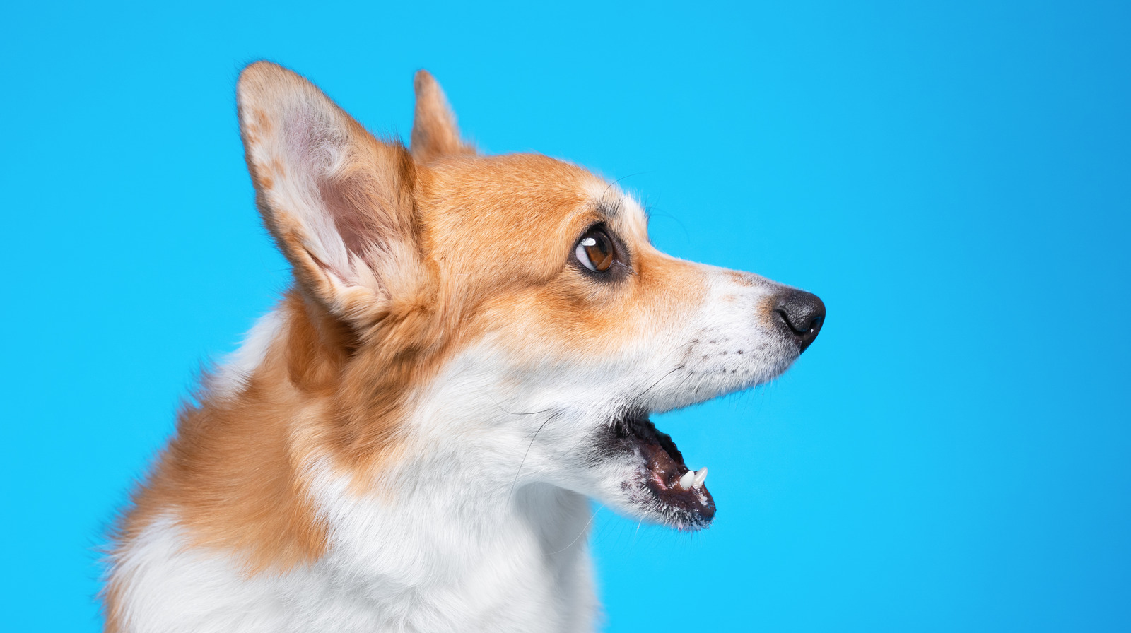 5 Reasons Why We Think Dogs Bark