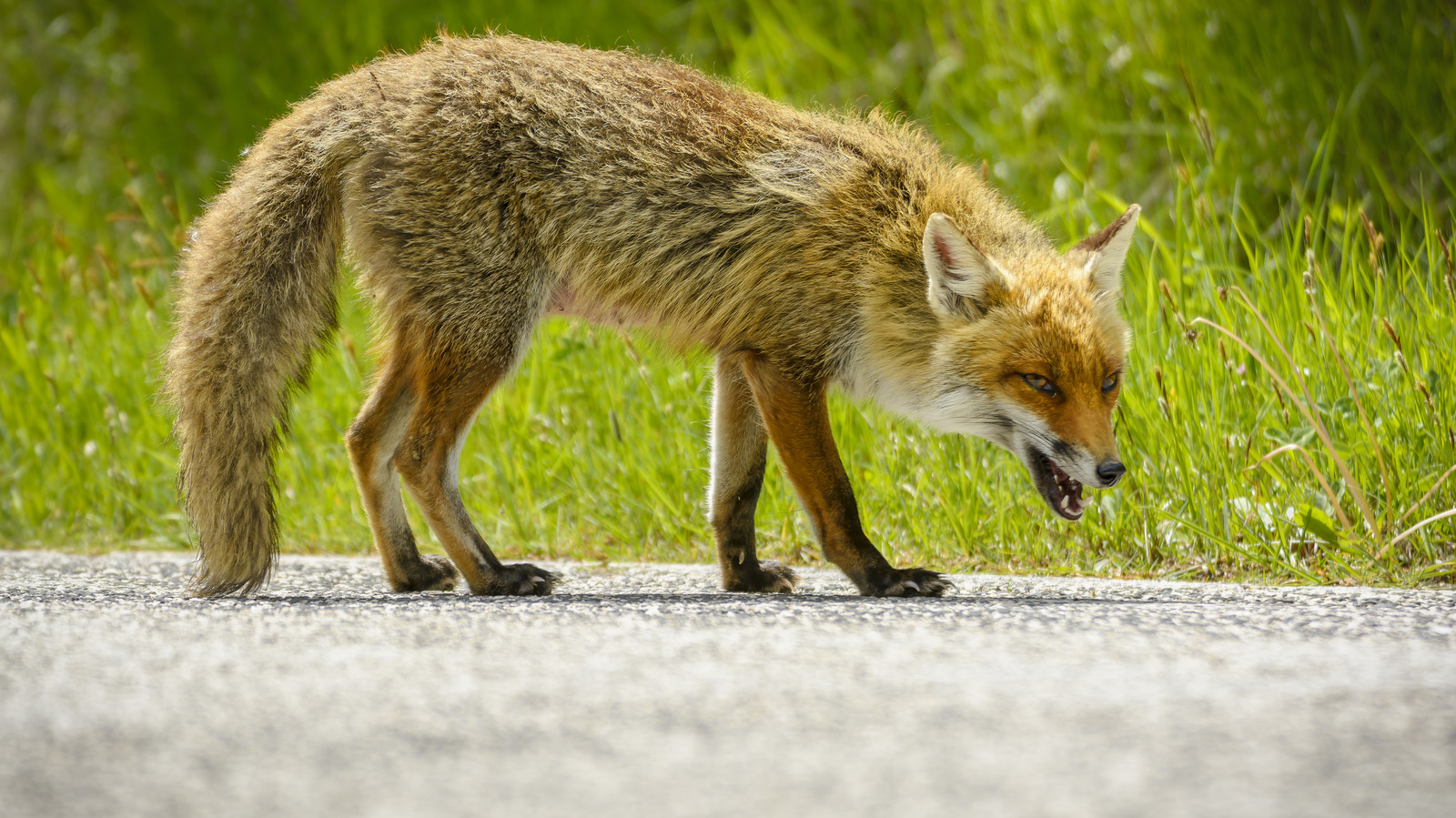 Amazing Stories Of People Who Survived Rabies Without A Vaccine