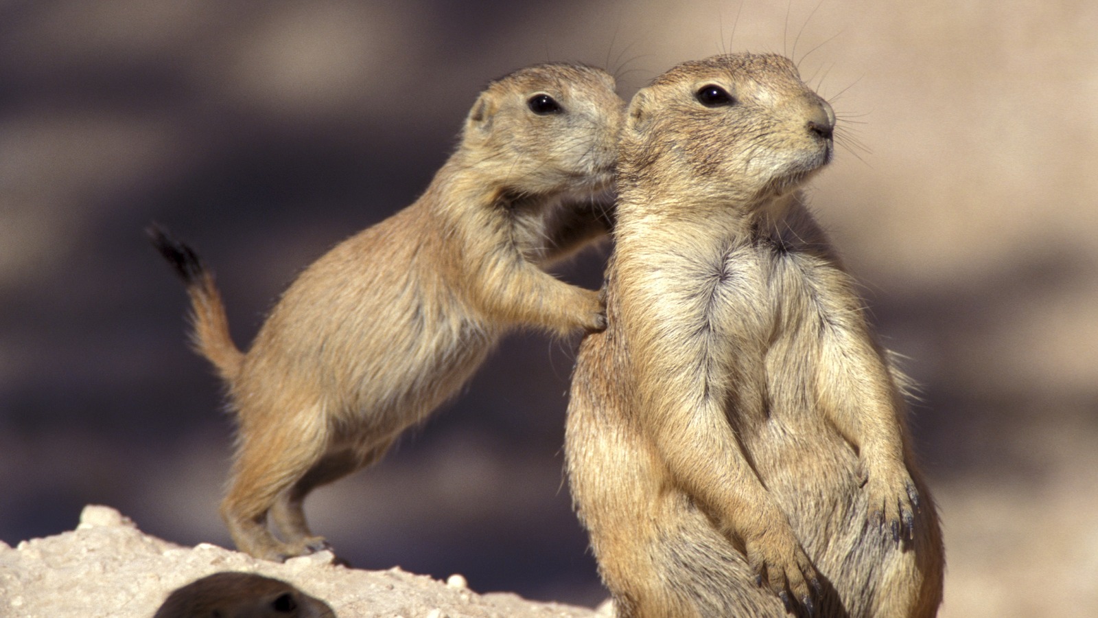 Can Prairie Dogs Actually Talk About Humans?