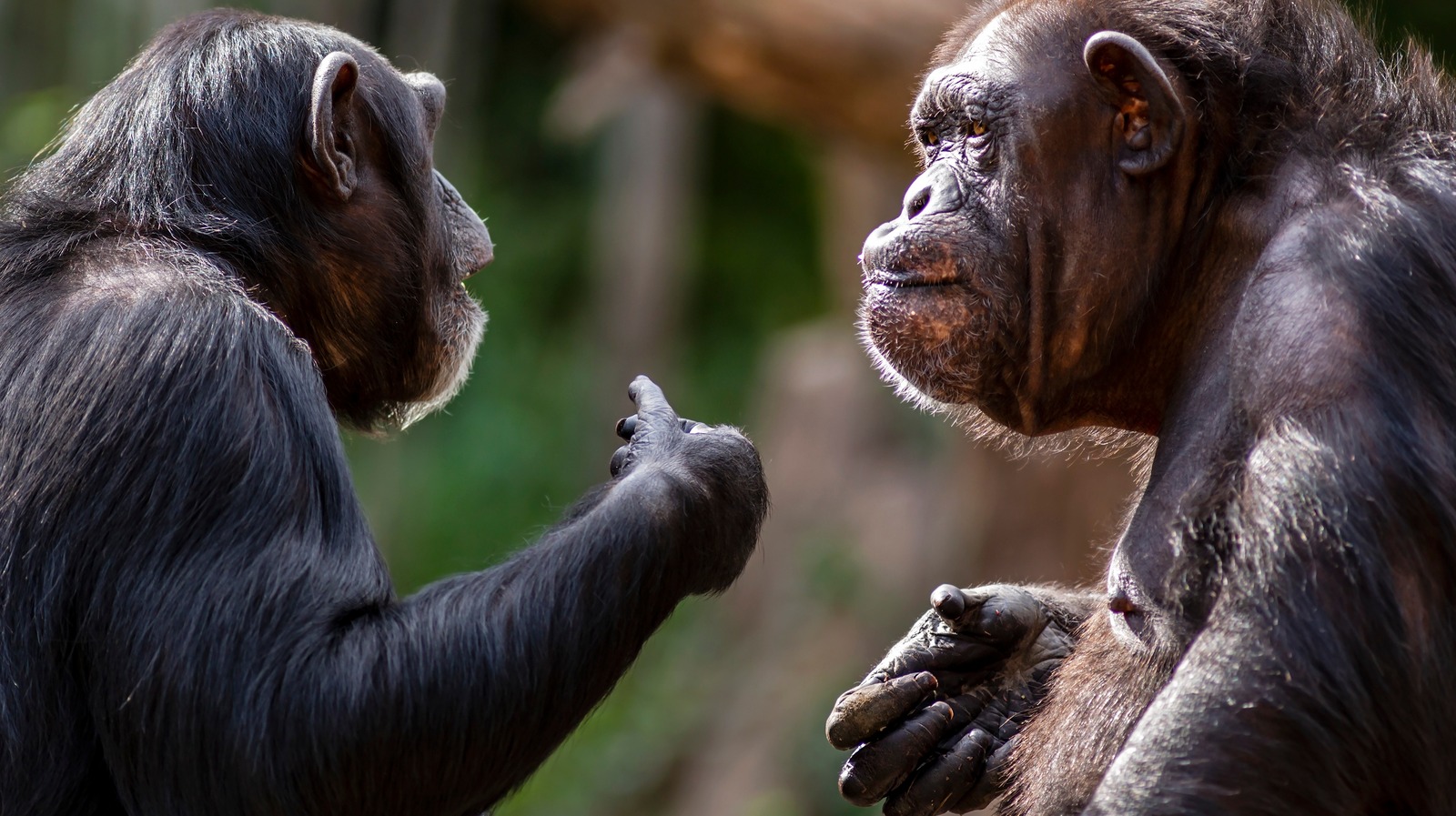 Chimpanzees May Have Their Own Version Of Show And Tell