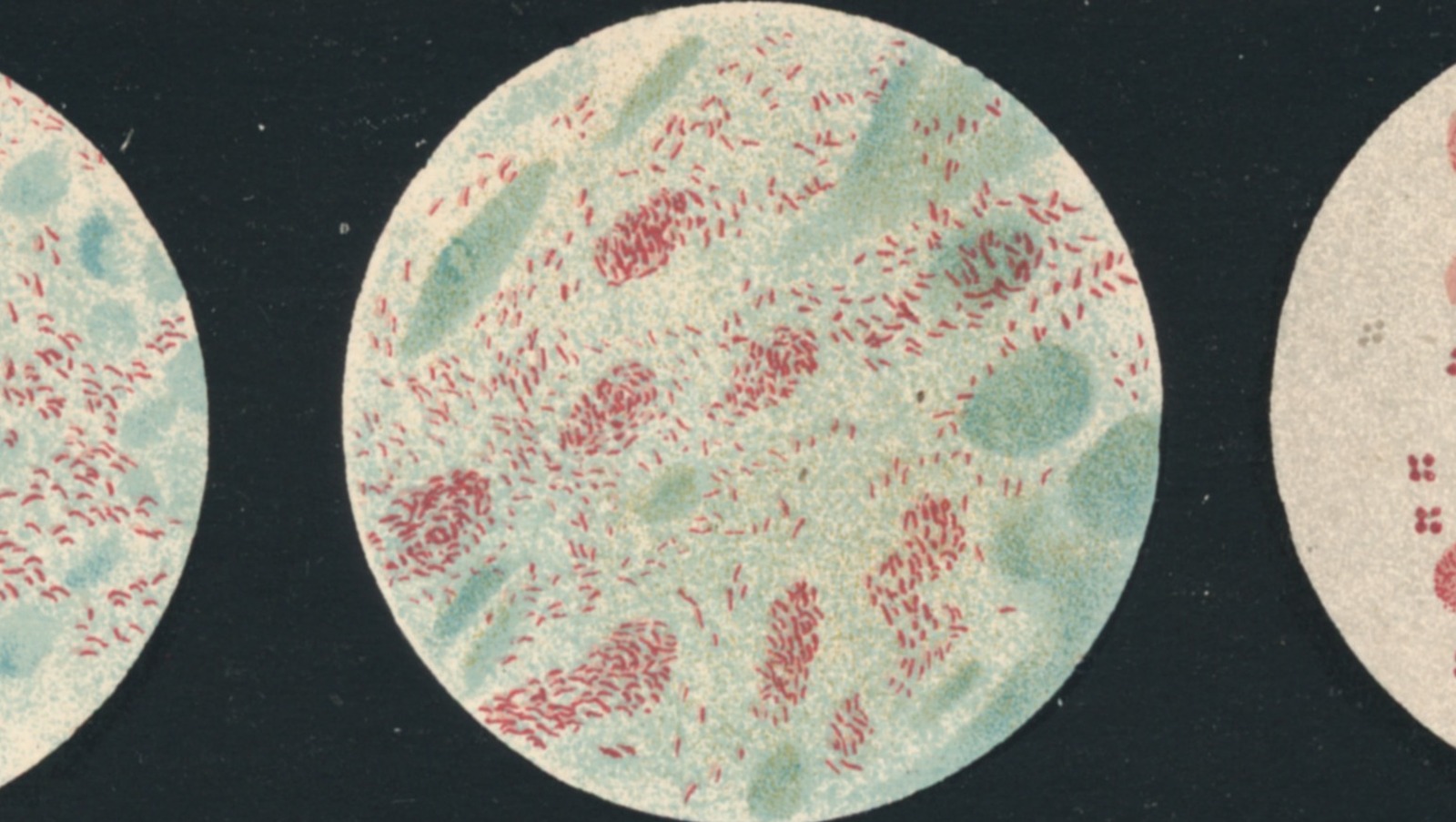 Deadliest Bacteria To Ever Exist