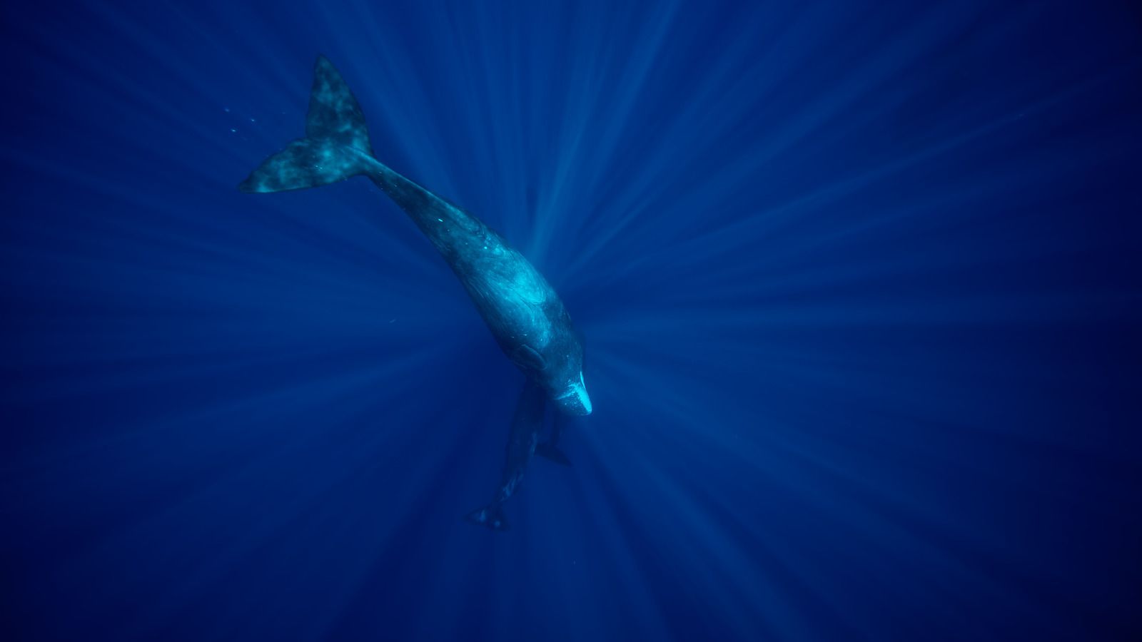 Digital Bioacoustics: The New Technology That Lets Nature Speak