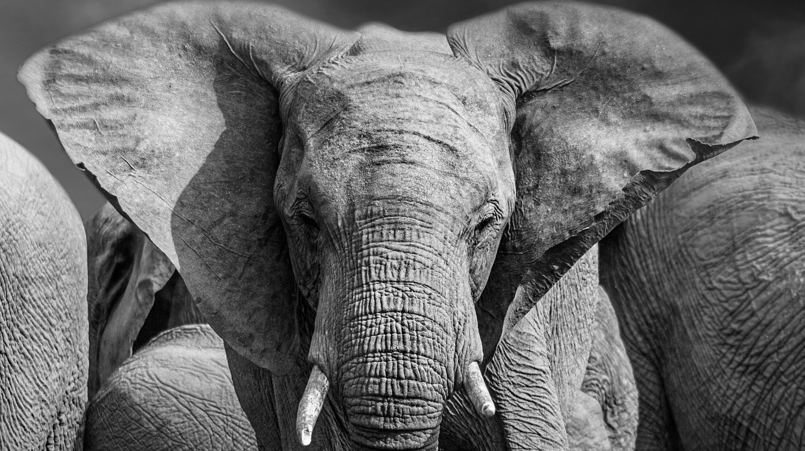 Elephant Poaching Has Forced The Species To Evolve Without A Key Body Part