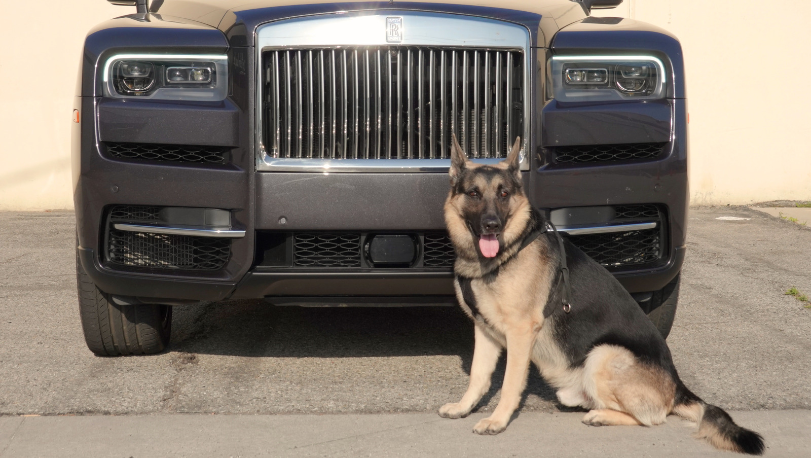 Gunther VI: The Millionaire German Shepherd Feasting On Gold-Flecked Steak