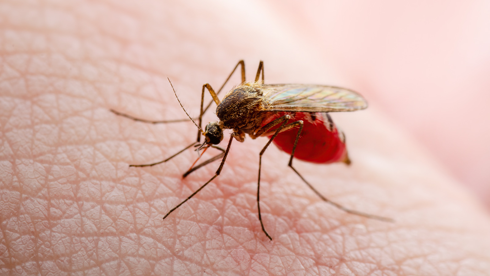 If We Eradicated Mosquitos, Here's How It Could Affect The World