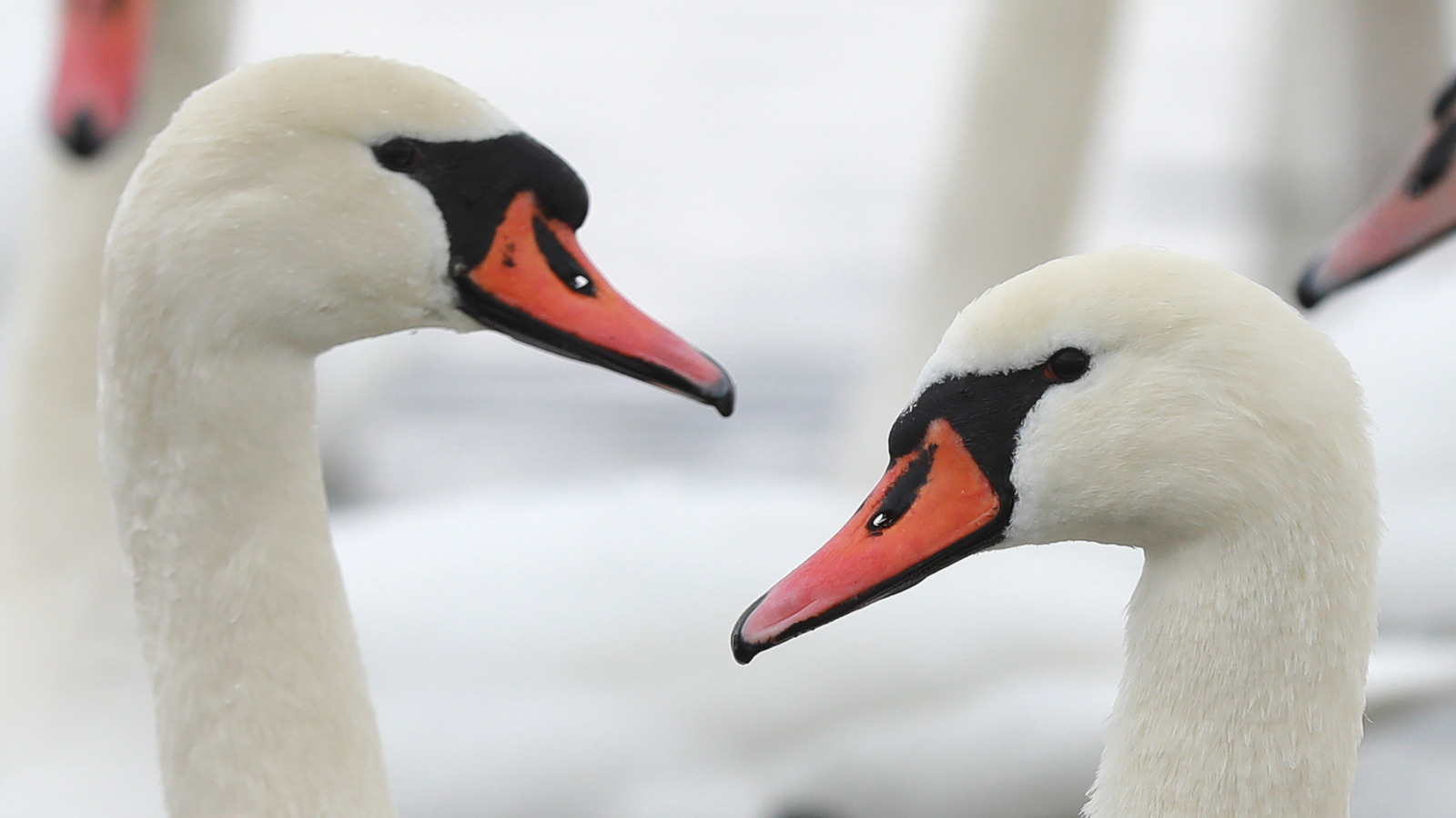 Here's What Queen Elizabeth's 'Warden Of The Swans' Really Does