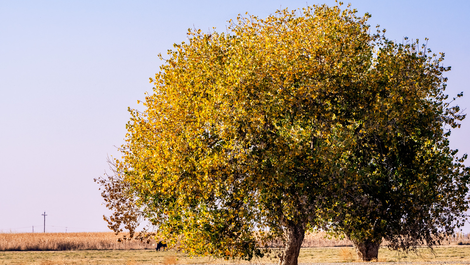 How A Tree Nearly Resulted In A Second Korean War