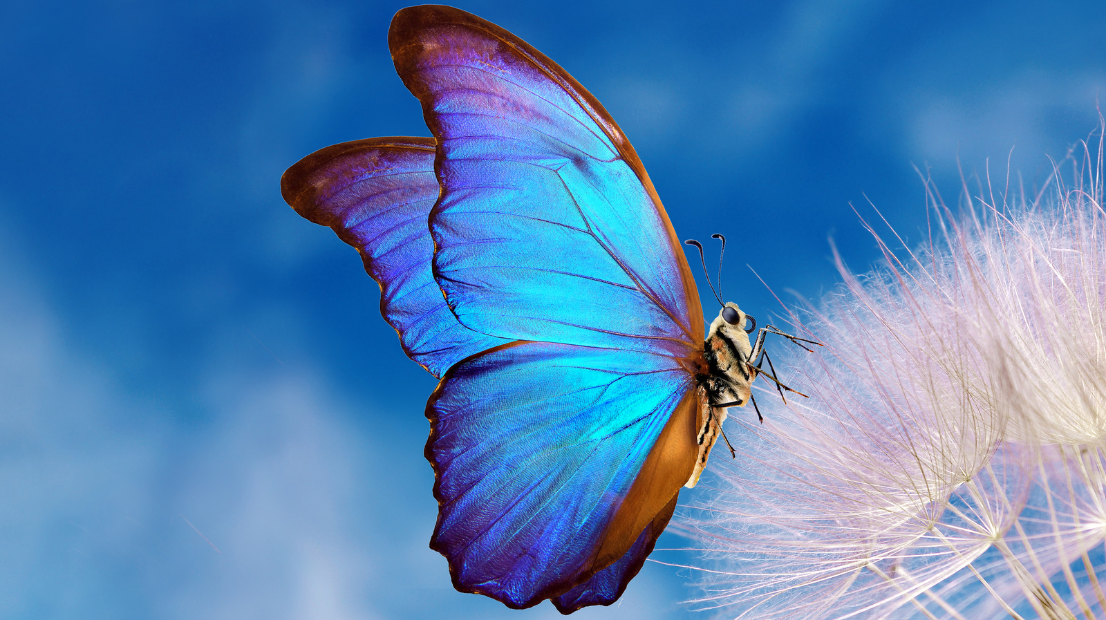 How Butterflies Use Their Feet To Taste Their Food