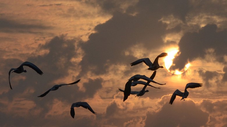 How Do Birds Know Where To Migrate? How Do Birds Know Where To Migrate?