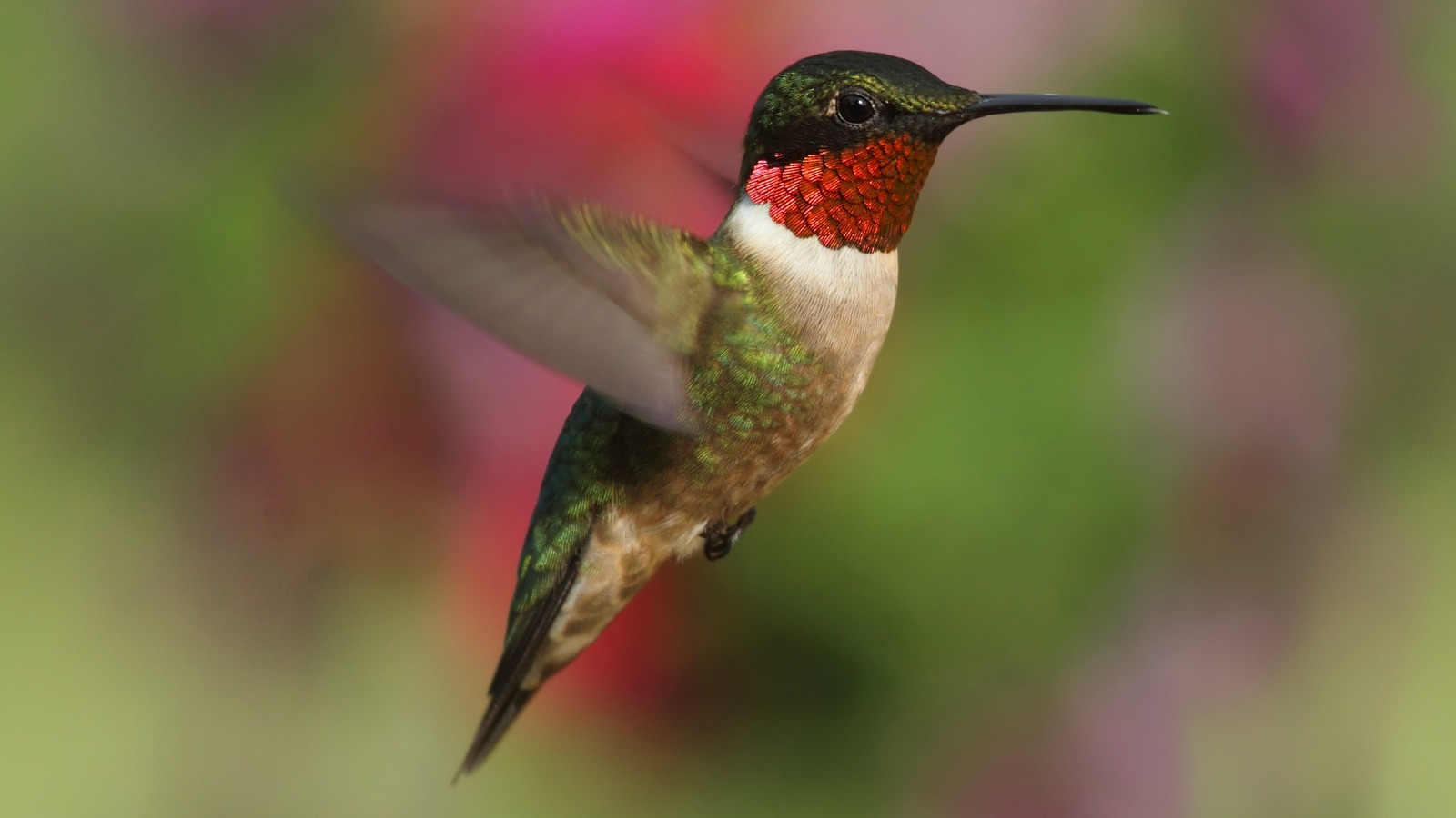 How Hummingbirds Defy Physics