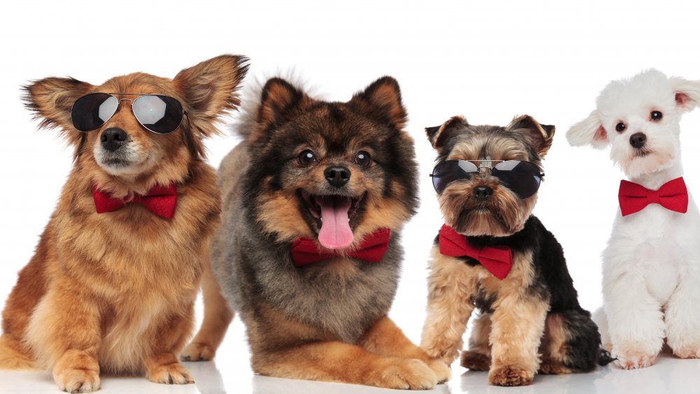 How Many Different Dog Breeds Are There In The World? How Many Different Dog Breeds Are There In The World?