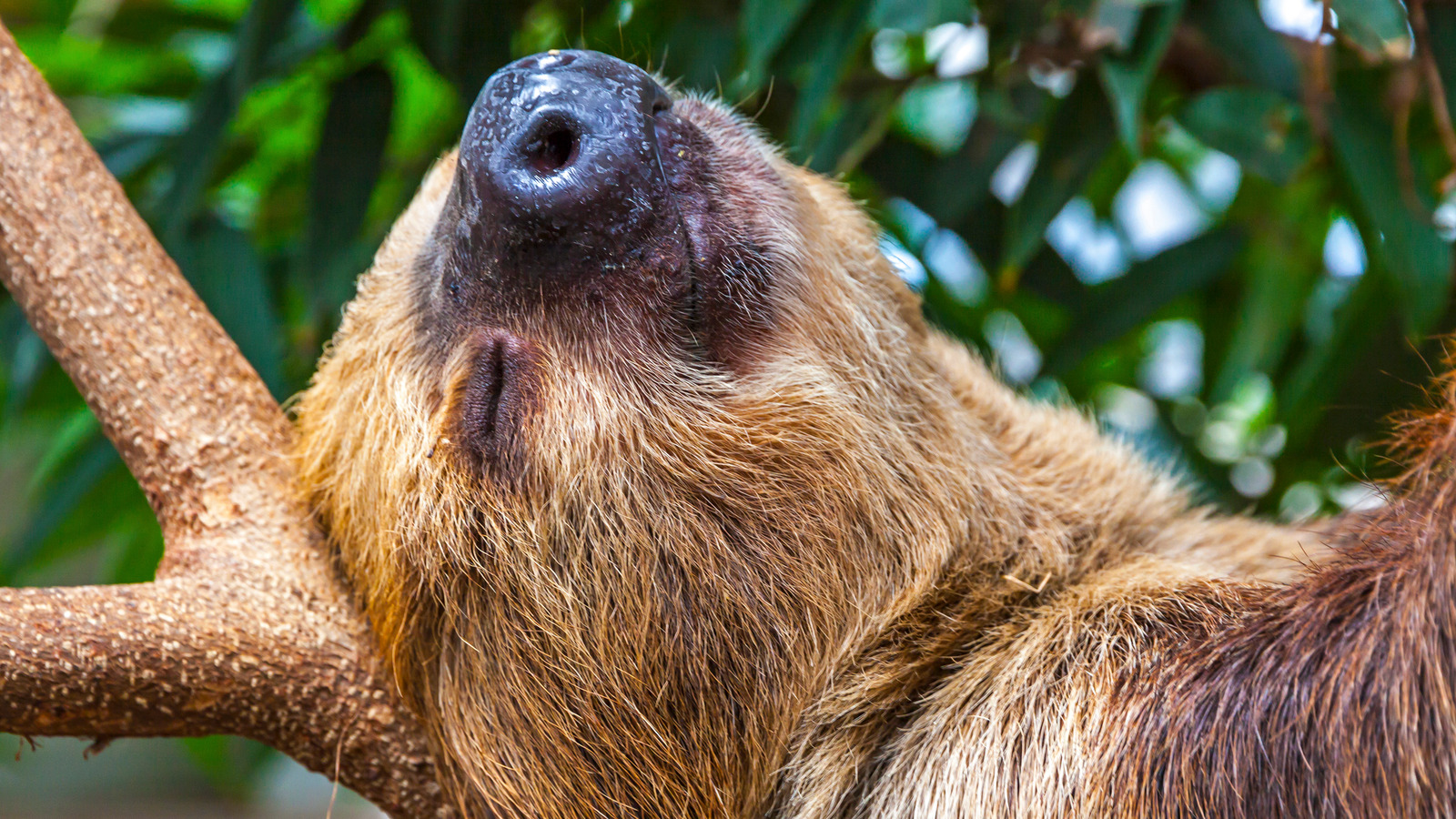 How Sloths Are Able To Stay Healthy With Their Lack Of Movement