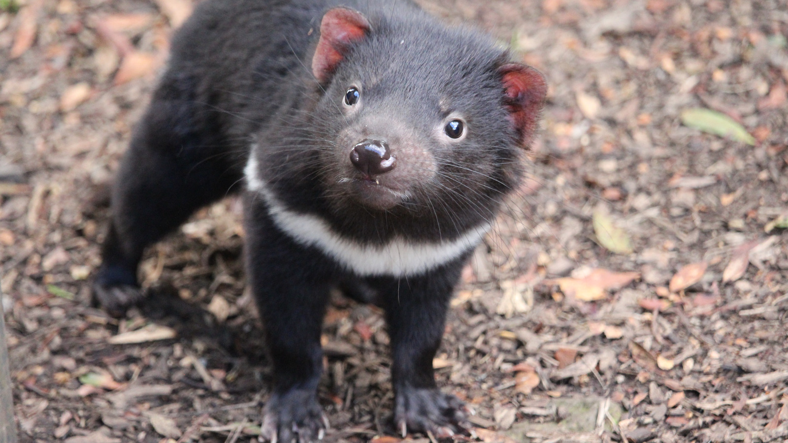 Tasmanian Devil Behavior