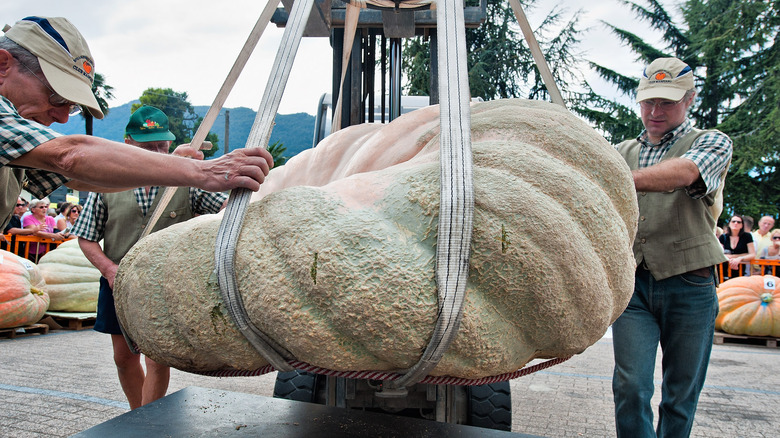 How Truly Massive Is The World's Heaviest Pumpkin?