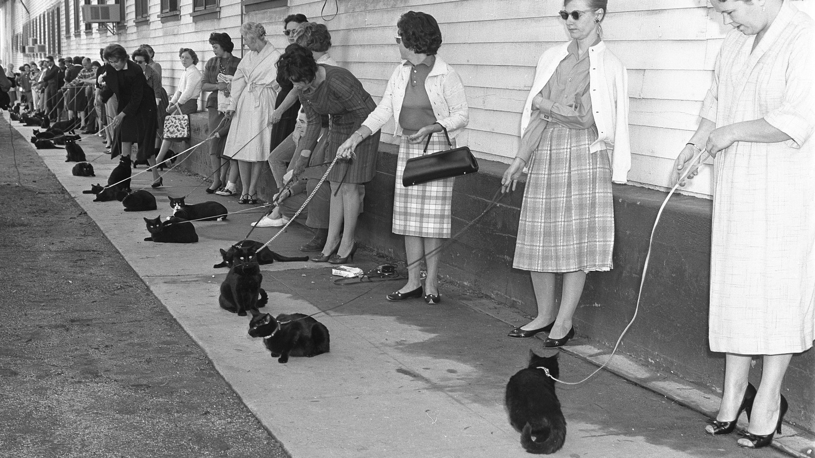 Inside The 1961 Feline Auditions For The Tales Of Terror Cat