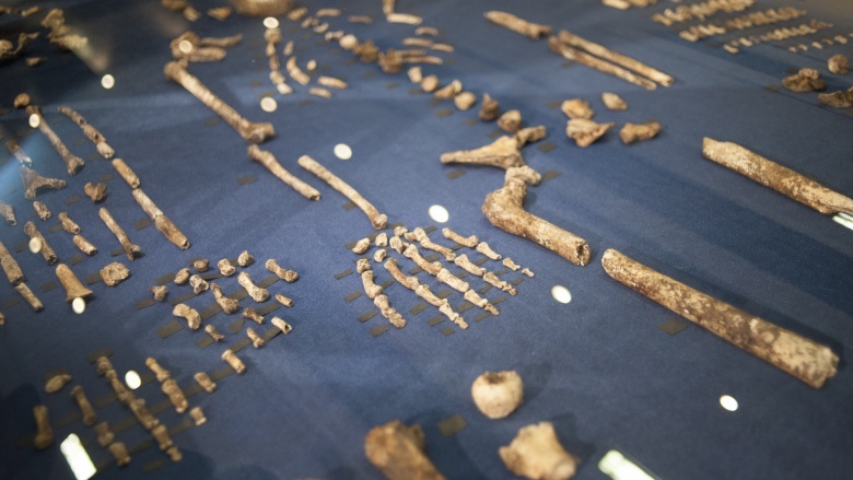 Mysterious Fossils Science Still Can't Explain