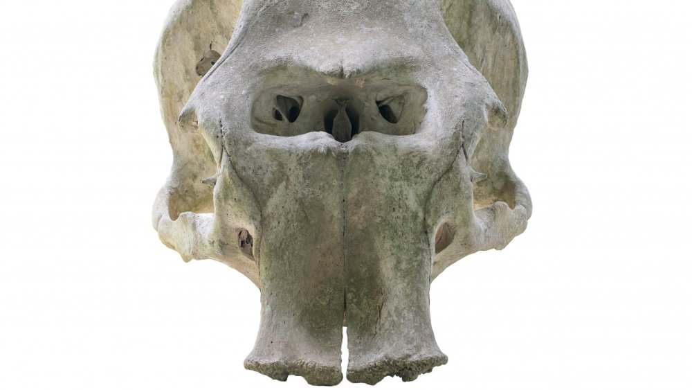 Mythical Monsters That Might Have Actually Existed