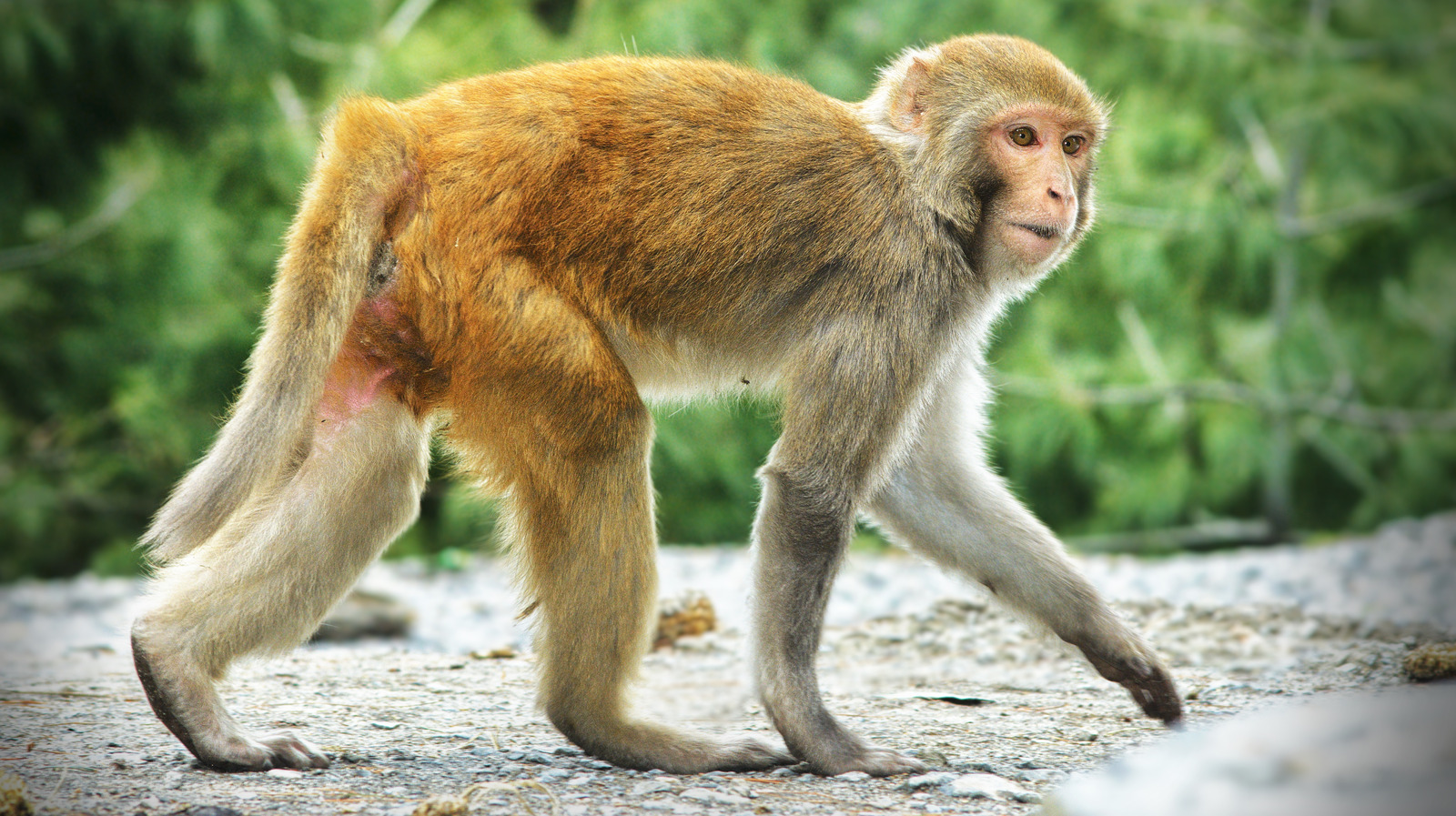 Pakistan Once 'Arrested' A Monkey For An Unusual Reason