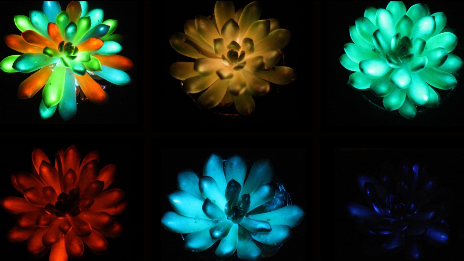 Researchers Create Real-Life 'Avatar' Plants (And The Science Behind It ...