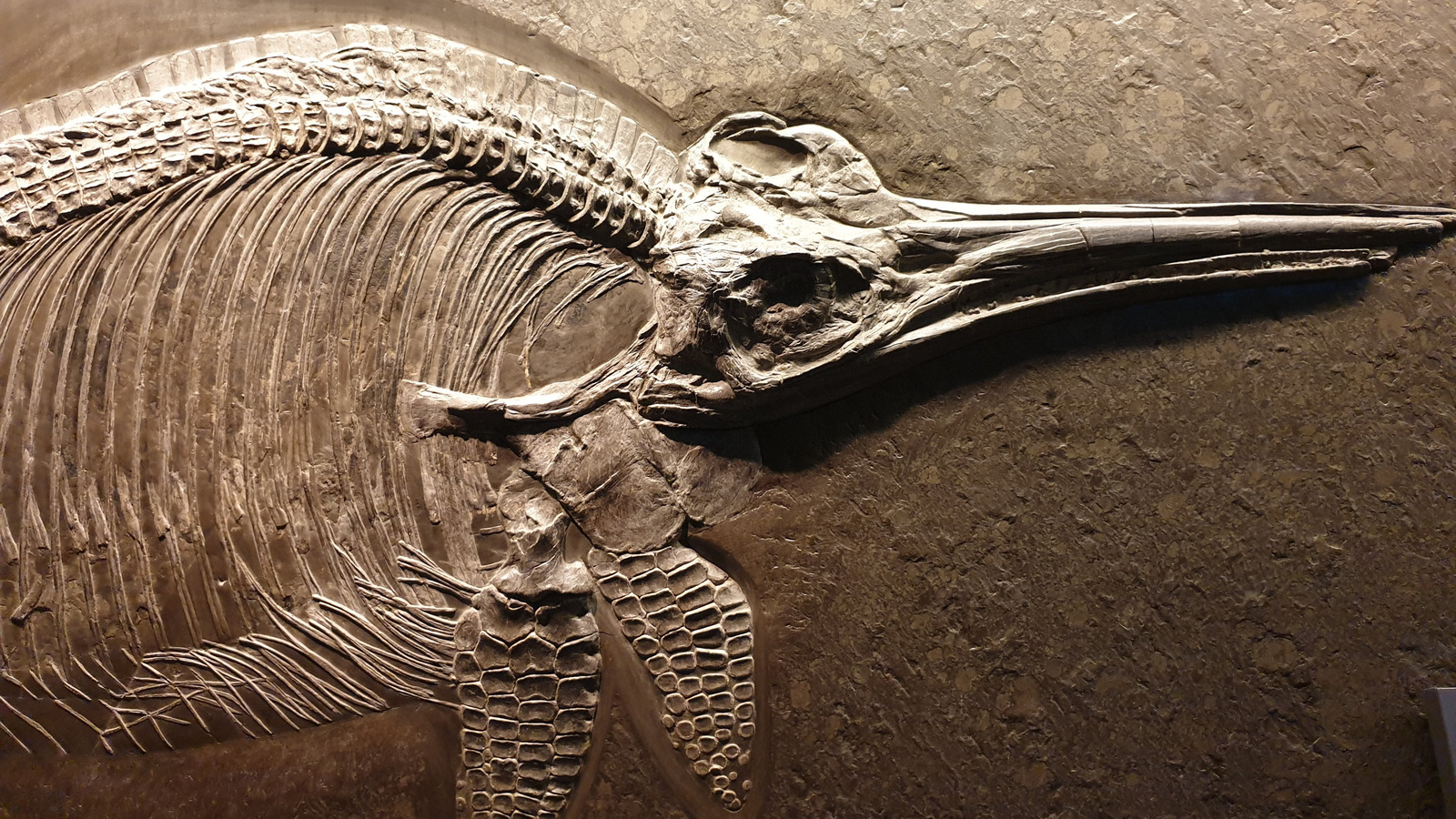 Ichthyosaur