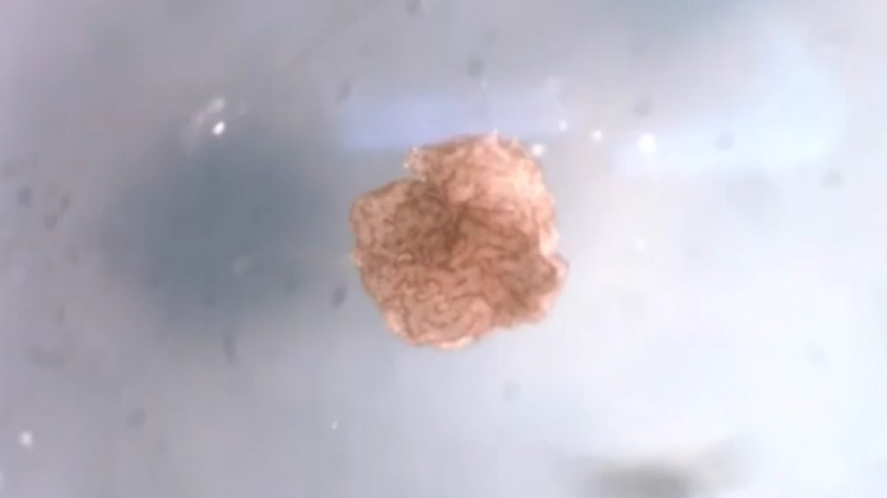 Scientists Create First 'Living Machines' Called Xenobots Scientists Create First 'Living Machines' Called Xenobots