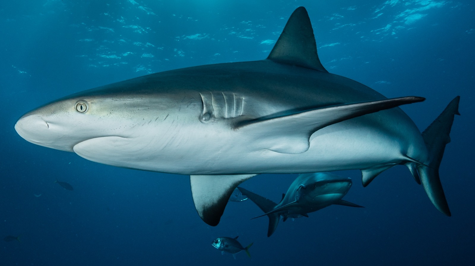 Sharks Have Been Around For Much Longer Than You Thought