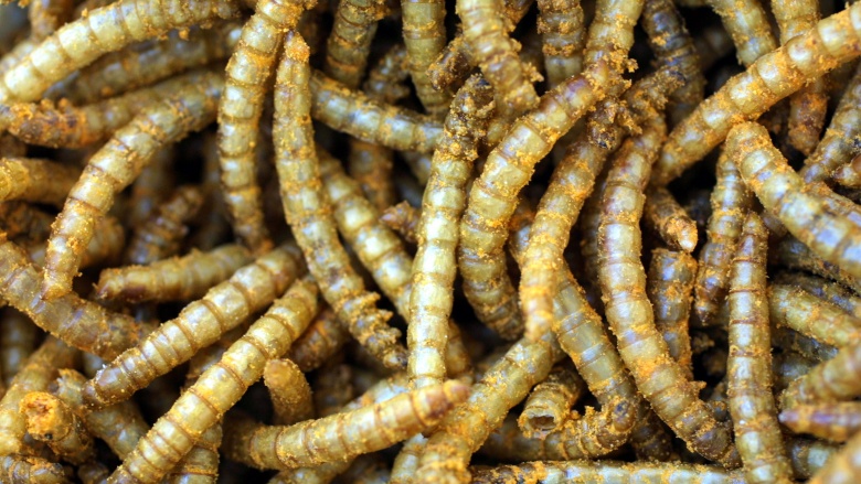 Superpowered Creatures That Can Survive Anything