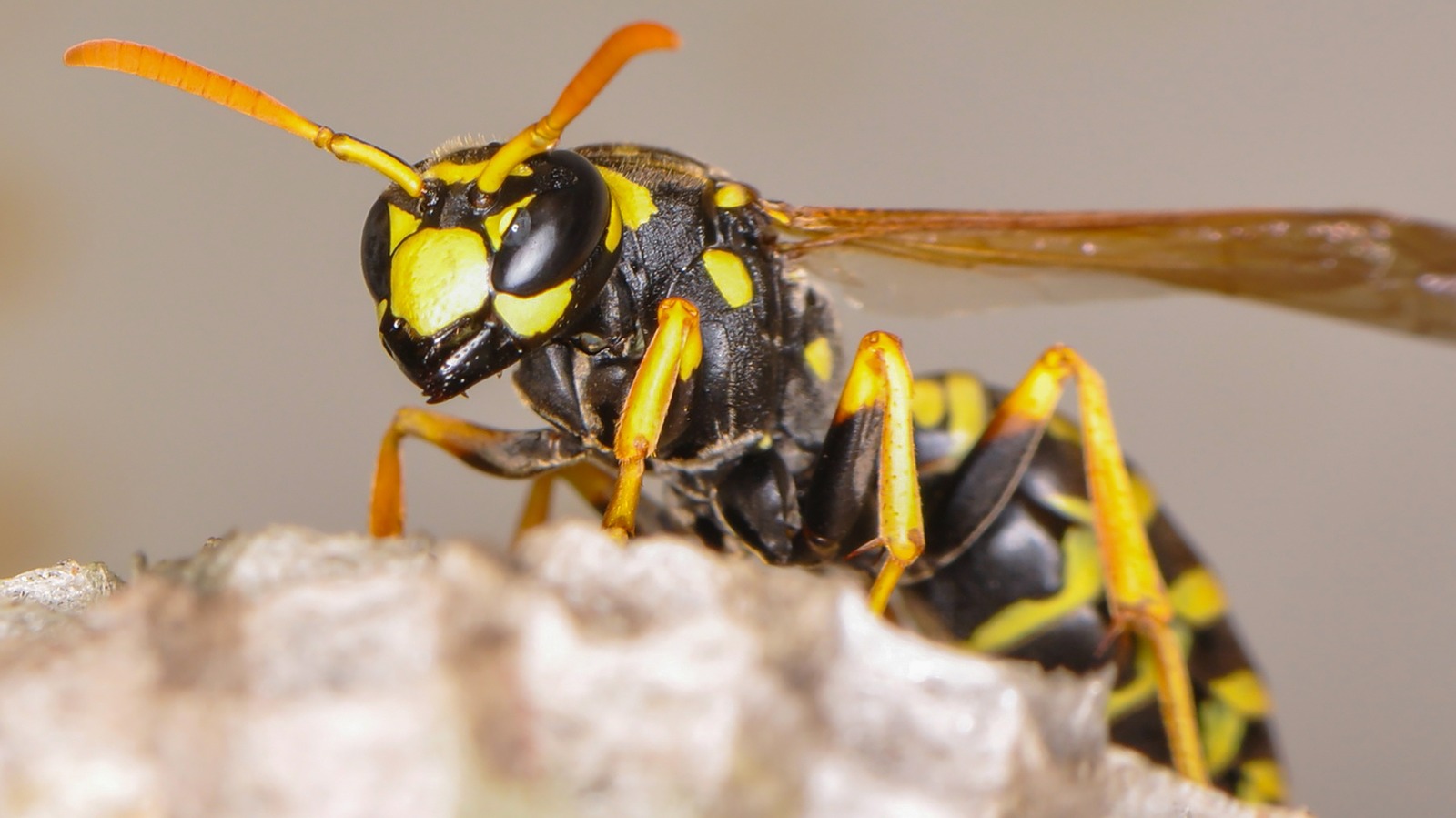 The Bizarre Effect UV Rays Have On Some Wasps' Nests