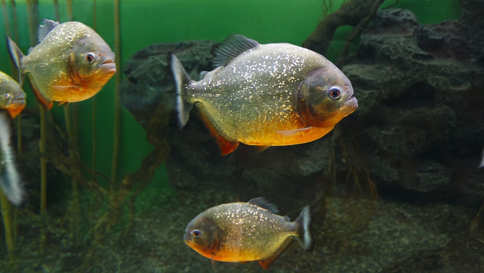 The Common Piranha Myth You Should Stop Believing