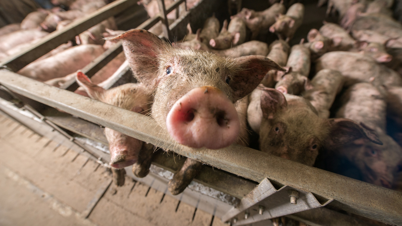The Dark Truth About Factory Farming – Internewscast Journal