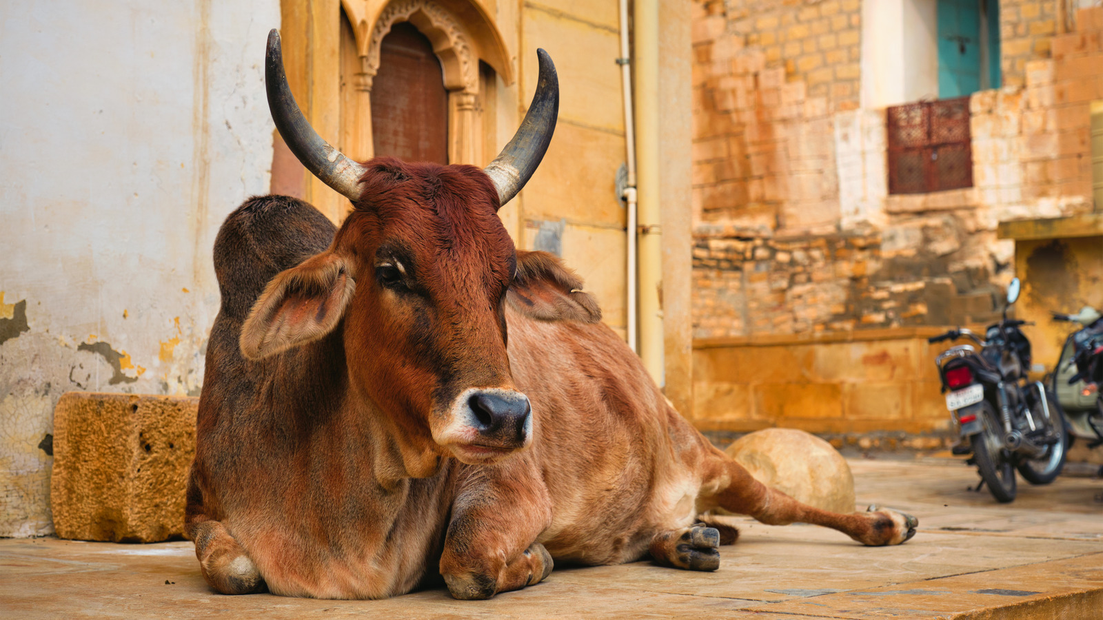 A 1981 Train Disaster In India Killed Hundreds (Possibly Because Of A Cow)