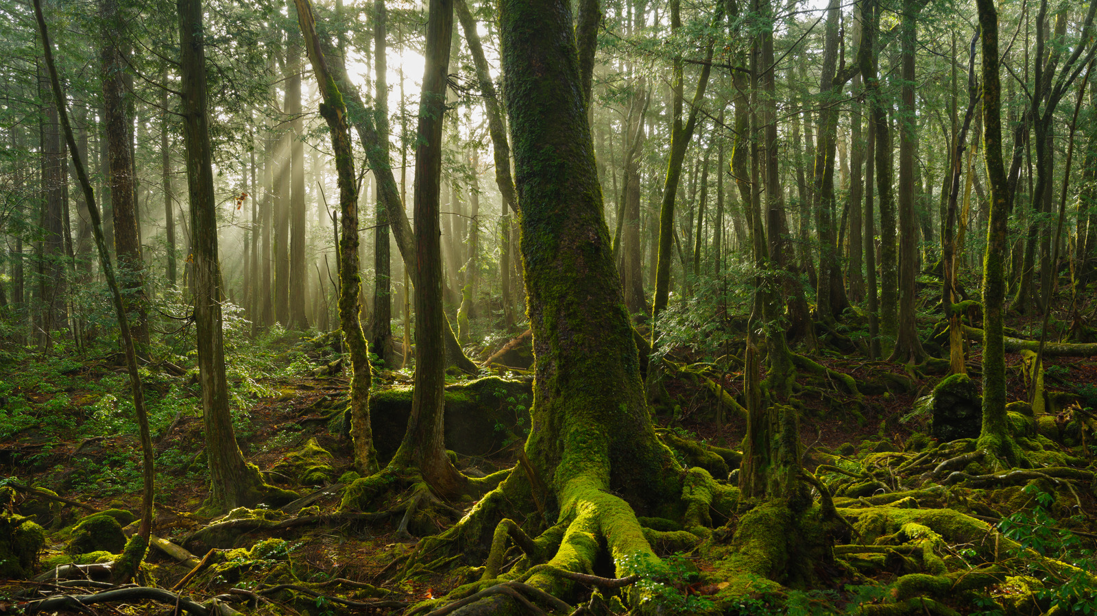 The Disturbing Origins Of Japan's Suicide Forest