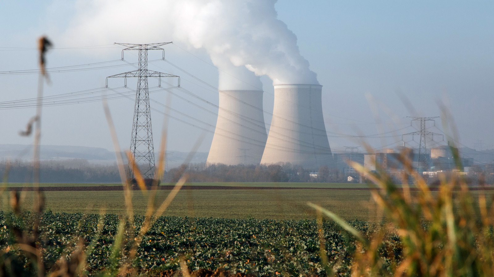 The Fascinating Story Of The Ray Cat Solution