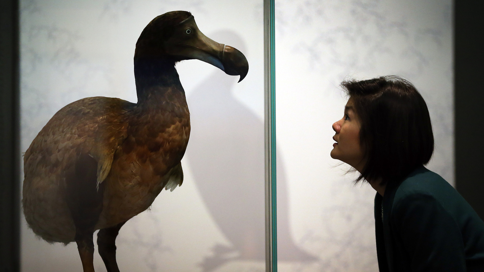 The Hidden Truth Of The Dodo Bird