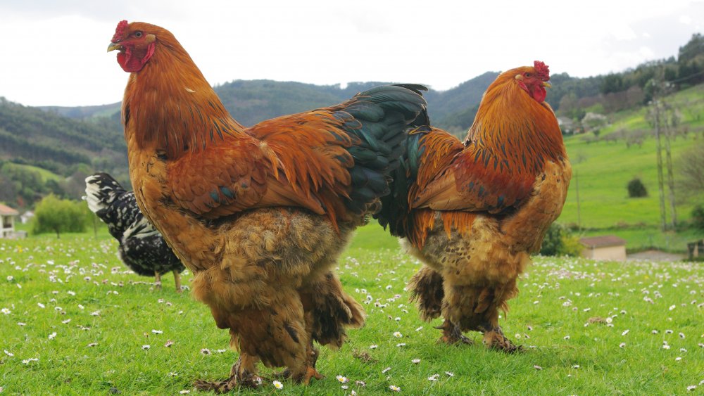 Biggest Chicken Breed Biggest Chicken Breed