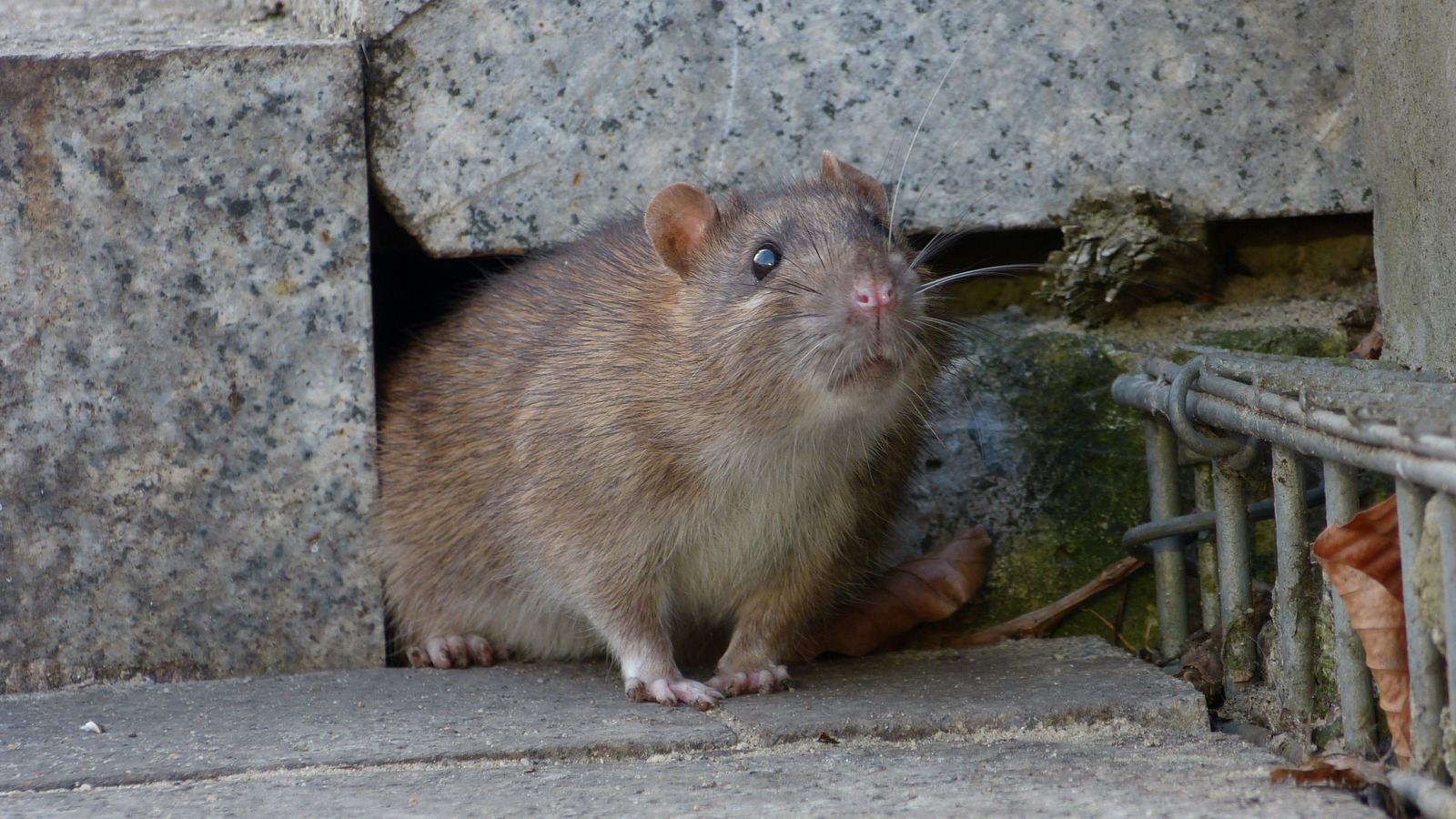 The Messed Up Truth Of Rats In New York City