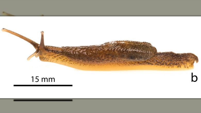 20 Of The Most Fascinating Species Discovered In 2023