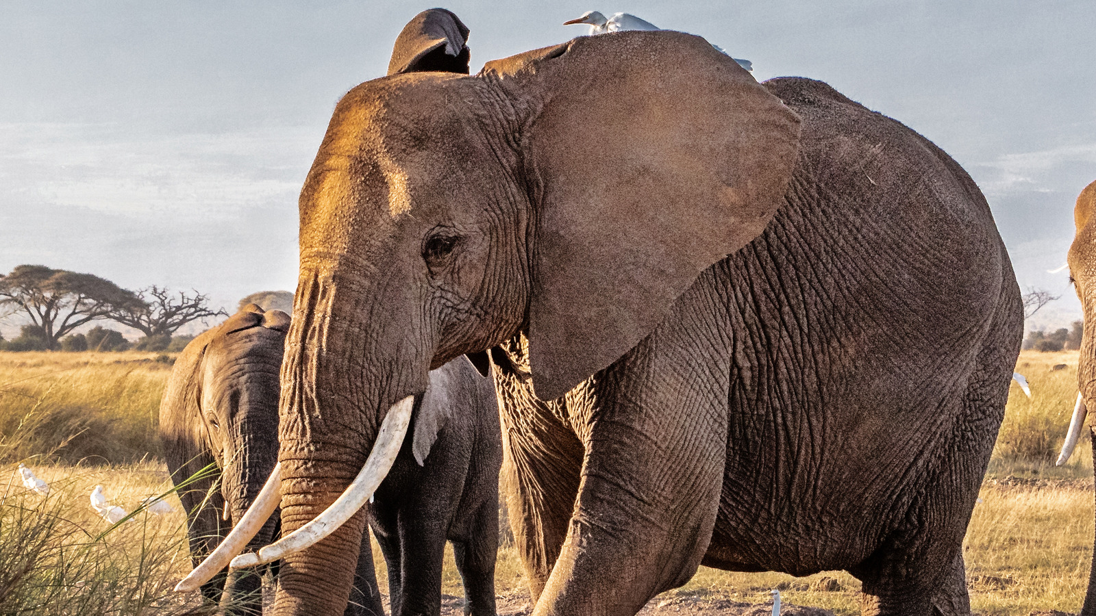 The Myth About Elephants You Need To Stop Believing