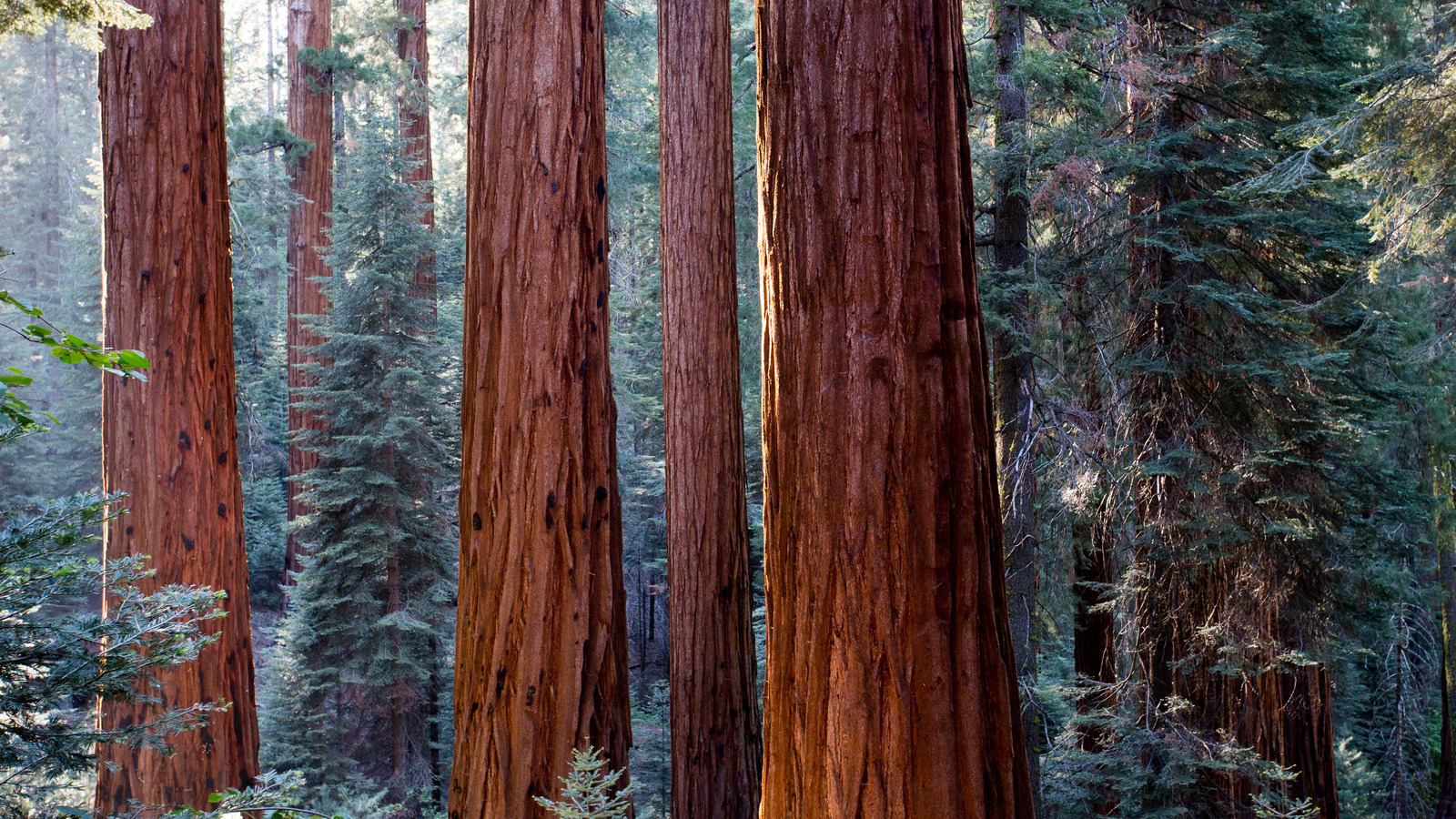 The National Park That's Covered In Glowing Millipedes