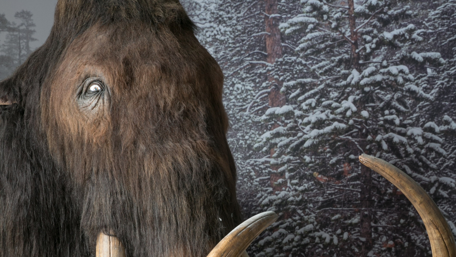 Wooly Mammoth Extinct Animals Found Alive