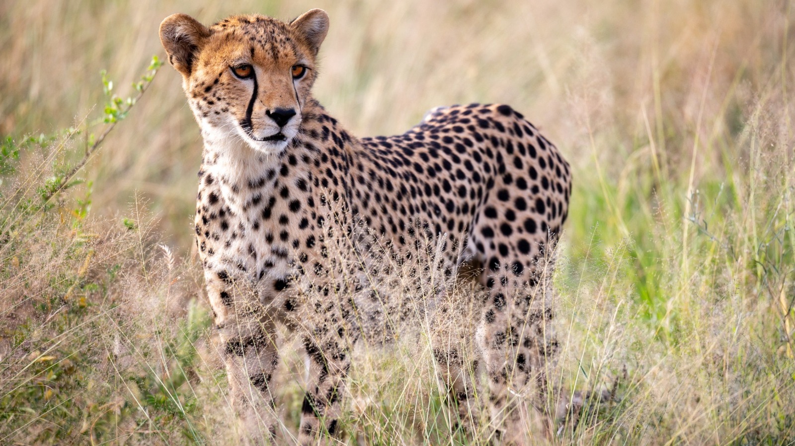 Grassland Cheetah