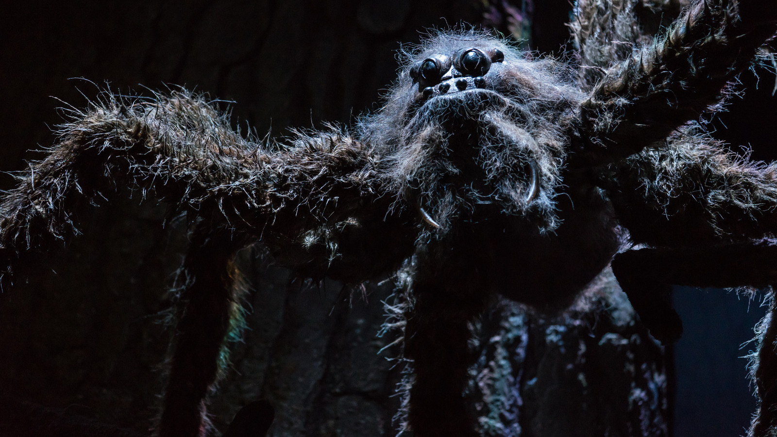 The Real-Life Spider Named After One Of Hagrid's Pets From Harry Potter The Real-Life Spider Named After One Of Hagrid's Pets From Harry Potter