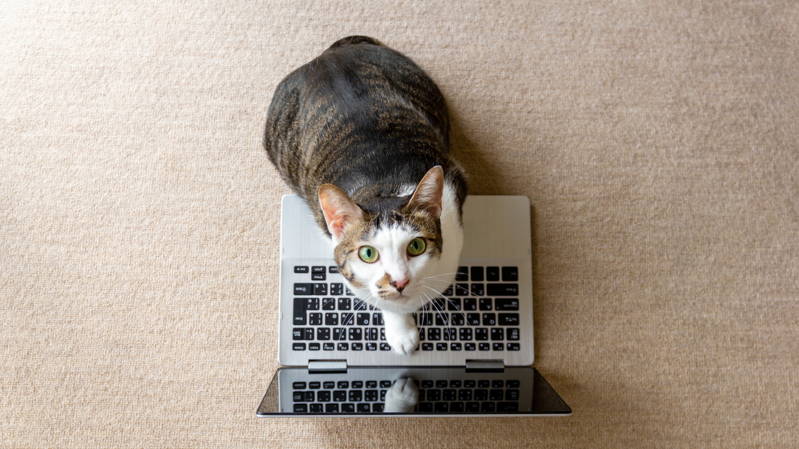 Cat Typing On Computer