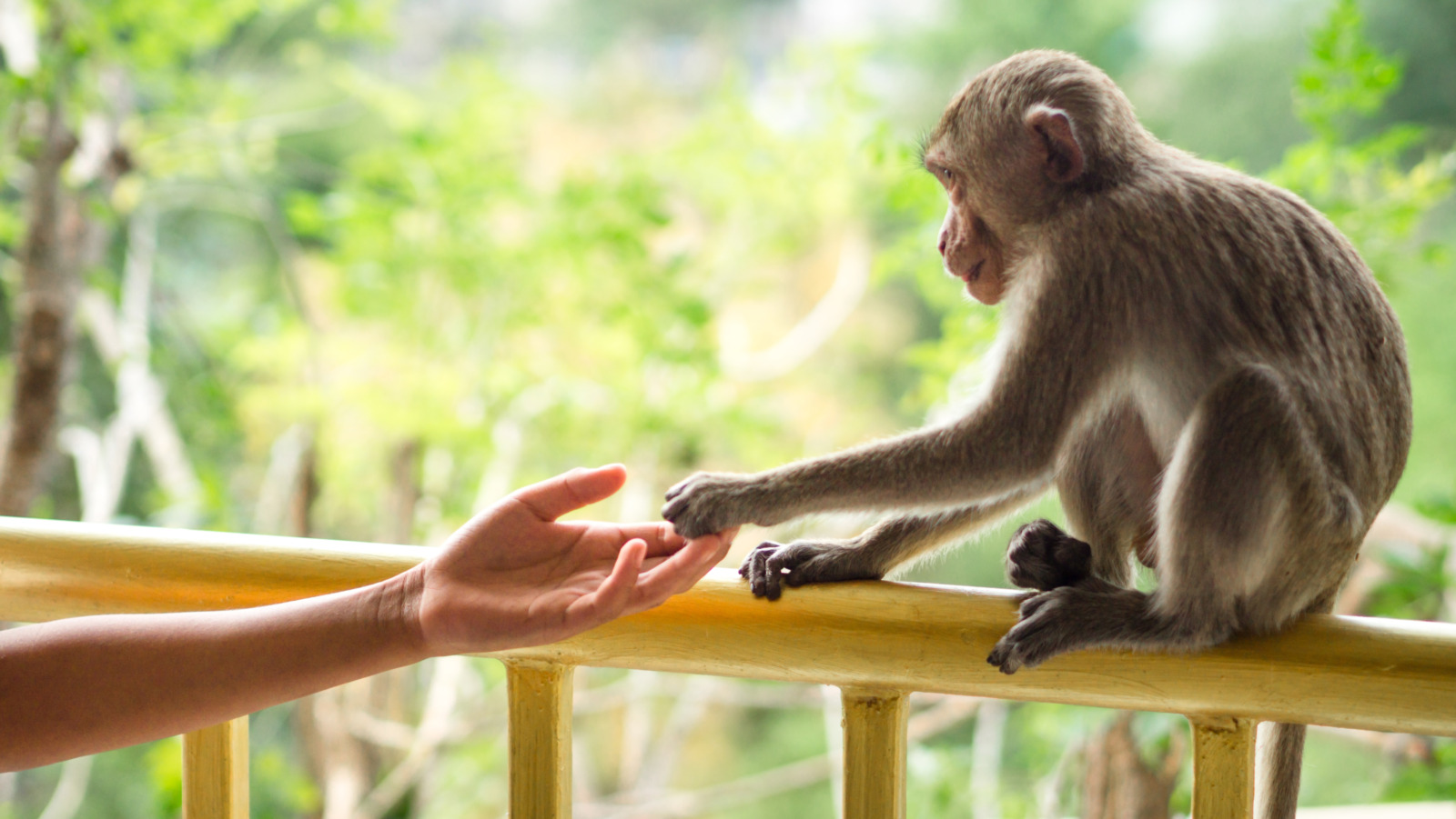 The Real Reason Experts Are Concerned With The First Human-Monkey Embryos