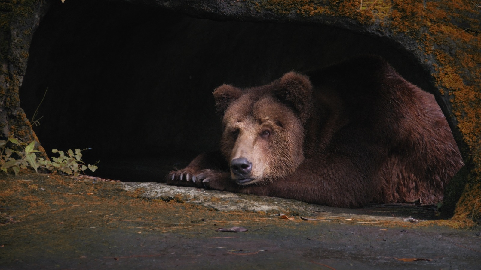 Brown Bear Cave
