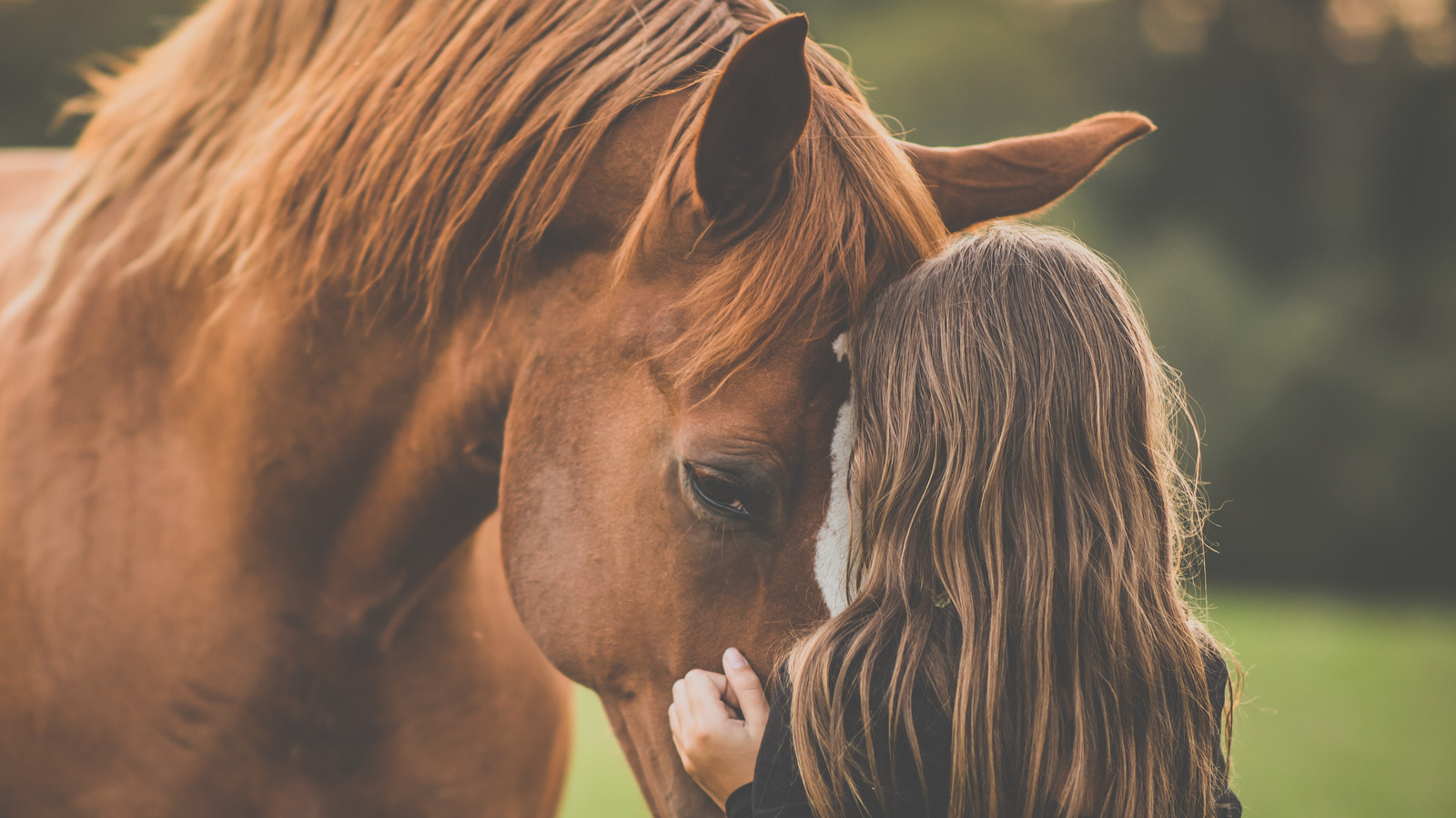 The Real Reason We Don t Eat Horse Meat The Real Reason We Don t Eat Horse Meat
