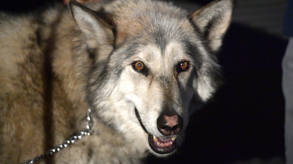 The Real Reason You Shouldn't Keep Wolves As Pets The Real Reason You Shouldn't Keep Wolves As Pets