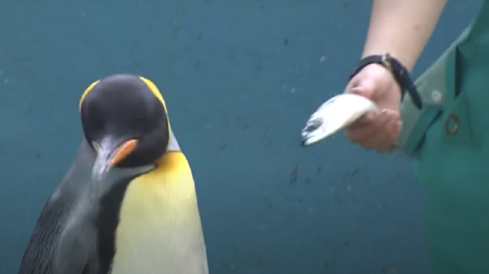 Emperor Penguins Eating Fish