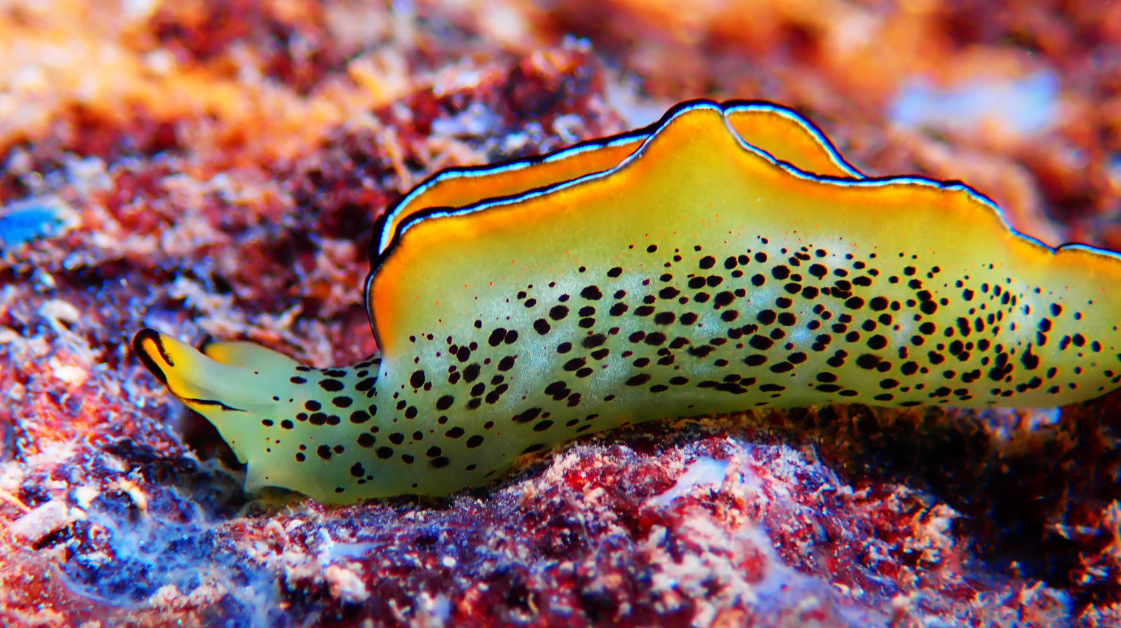 The Sea Slug Who Can Regenerate A Brand New Body After Decapitation