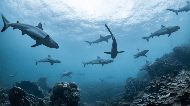 The Surprising Ways Sharks Actually Help The World's Health The Surprising Ways Sharks Actually Help The World's Health